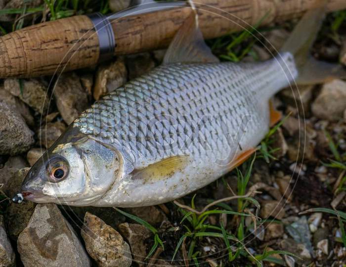 Image of fish hunting-FA021517-Picxy