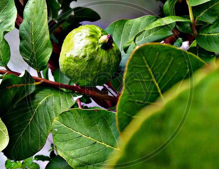 Image of Asthetic Guava-RF204736-Picxy