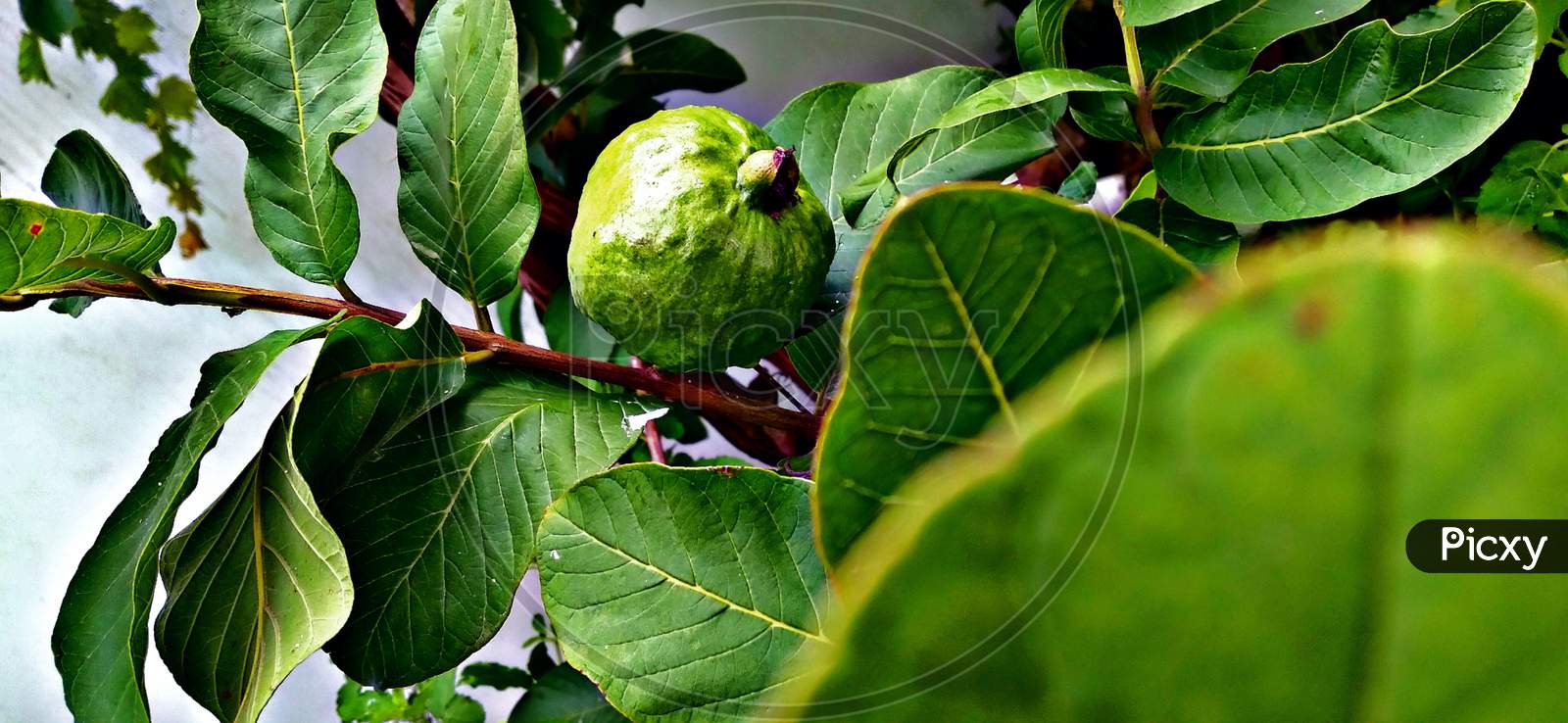 Image of Asthetic Guava-RF204736-Picxy