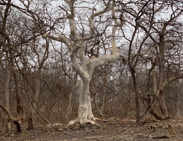 Image of White tree in jungle-GG765192-Picxy