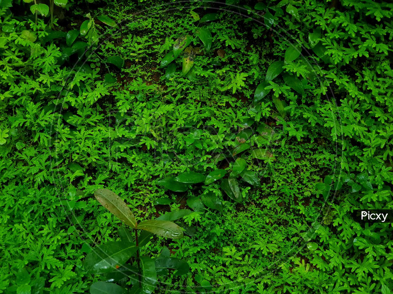 Image of The green mosses on the traditional wall in kerala-TZ127533-Picxy