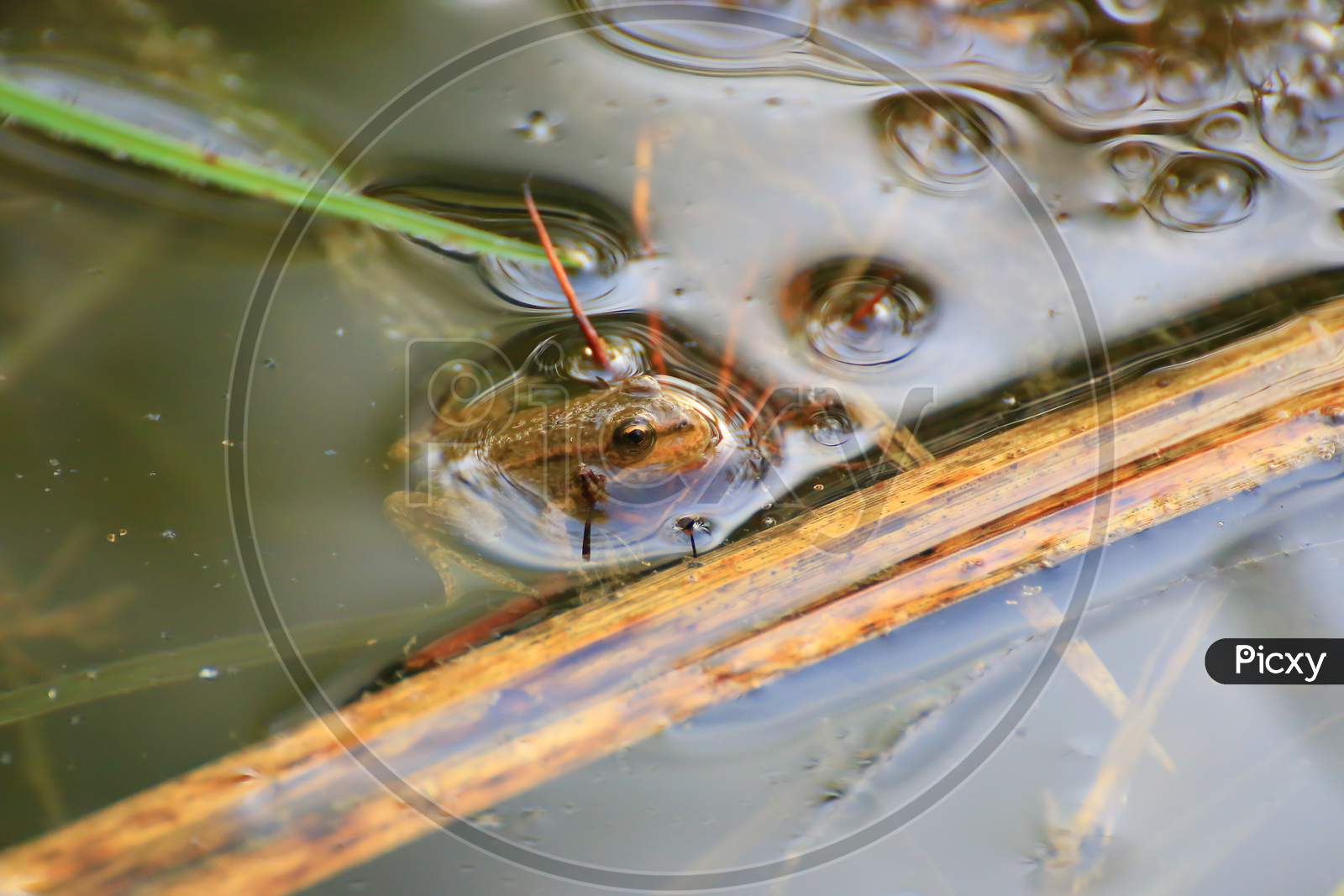 Image of Swamp Vegetation At Golden Hour Sunset. Little Frog Emerging ...