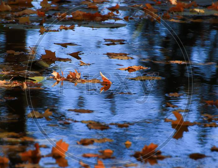 Image of October Autumn Maple Leaf Floating On Water-ET030592-Picxy