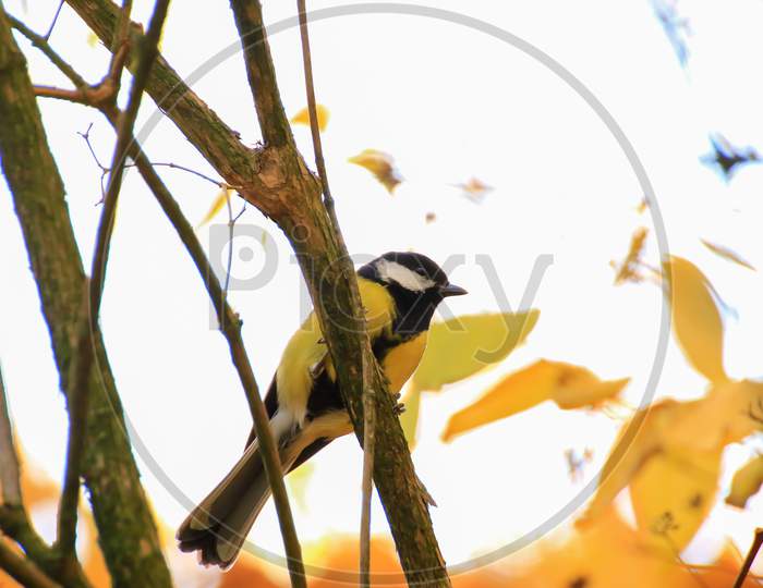 Image of Robin Bird On Autumn Tree Leaves In The Park-ZM582684-Picxy