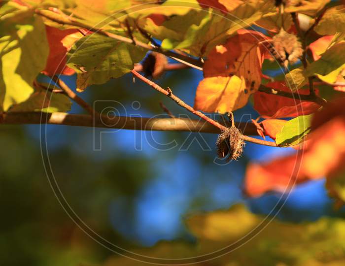 Image of Autumn Trees And Leaves With Colorful Foliage In The Park ...