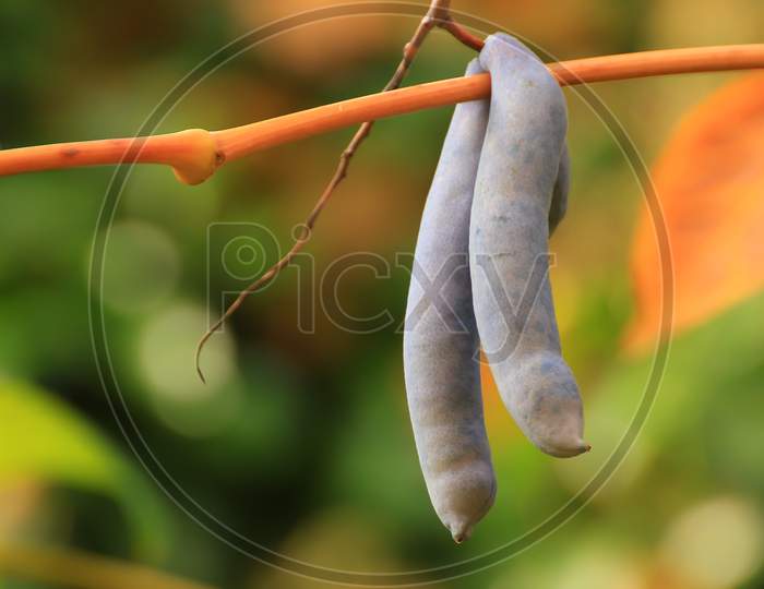Image of Decaisnea Fargesii, Blue Sausage Fruit, Lardizabalaceae Family ...