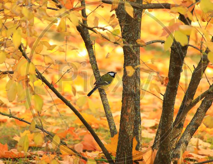 Image of Robin Bird On Autumn Tree Leaves In The Park-ZC855888-Picxy