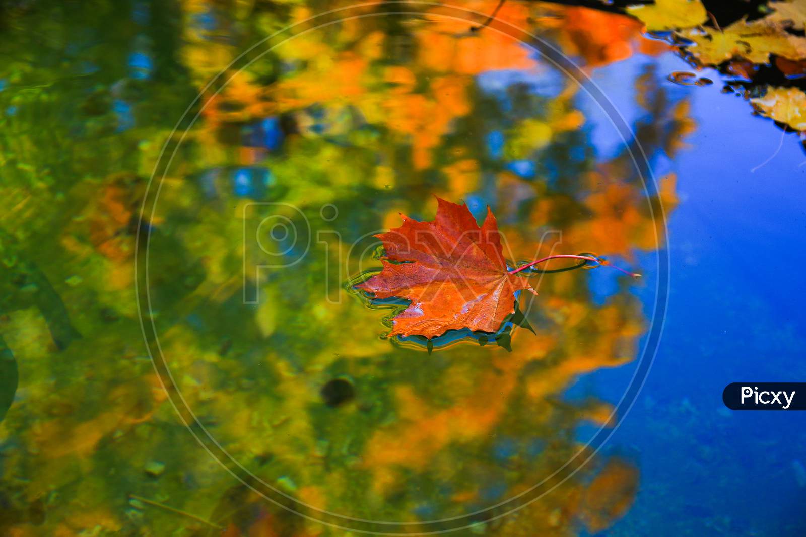 Floating Maple Leaf
