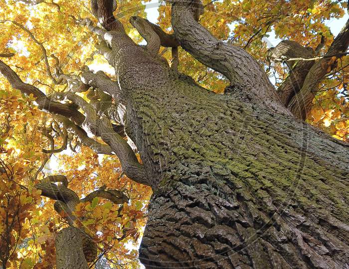 Image of Old Oak Tree Branches In Autumn Season In Herzog Park ...