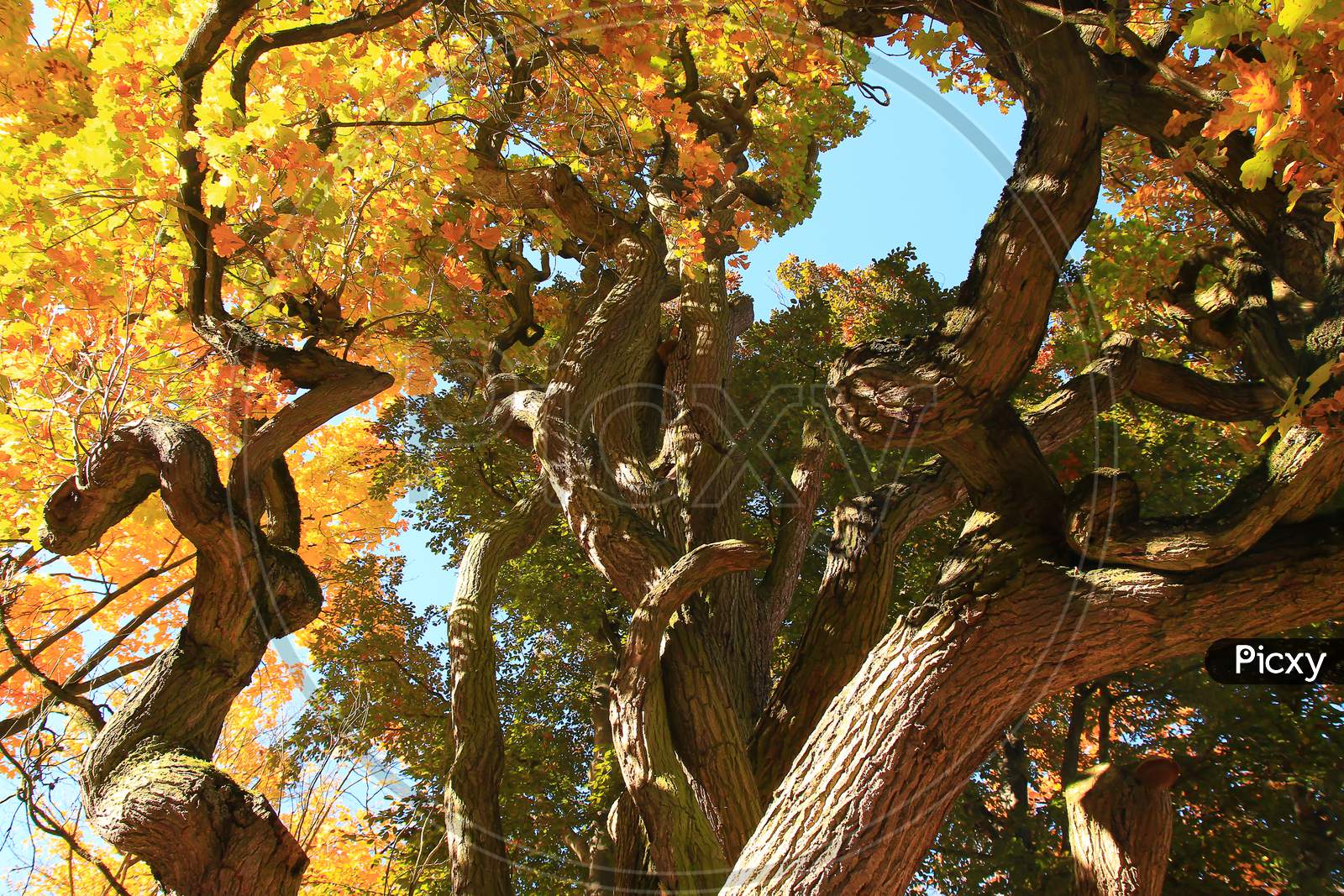 Image of Old Oak Tree Branches In Autumn Season In Herzog Park ...