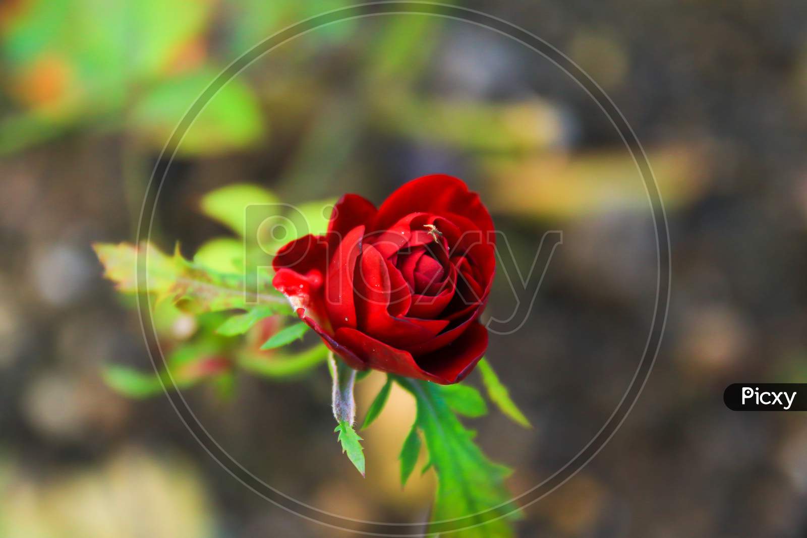 Image of Beautiful Red Rose In A Garden In Autumn Season-LF040748-Picxy