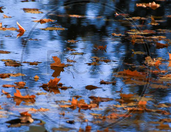 Image of October Autumn Maple Leaf Floating On Water-PI910391-Picxy