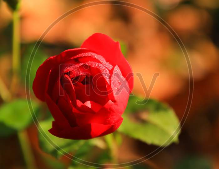 Image of Beautiful Red Rose In A Garden In Autumn Season-LF040748-Picxy