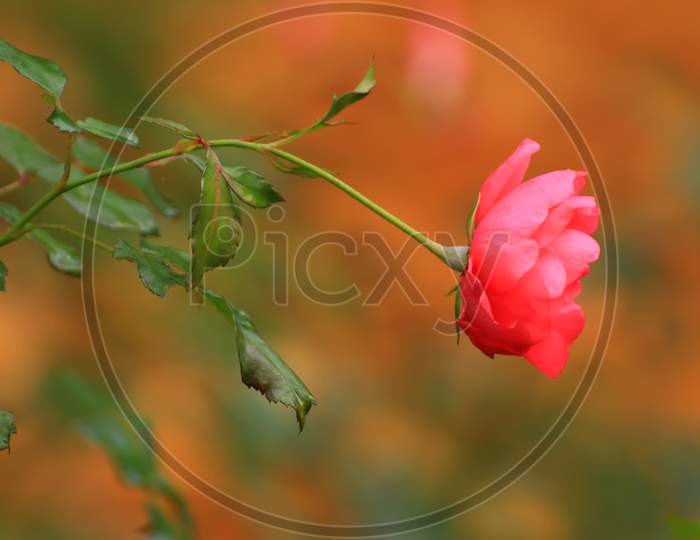 Image of Beautiful red rose in a garden in Autumn season-NY179111-Picxy