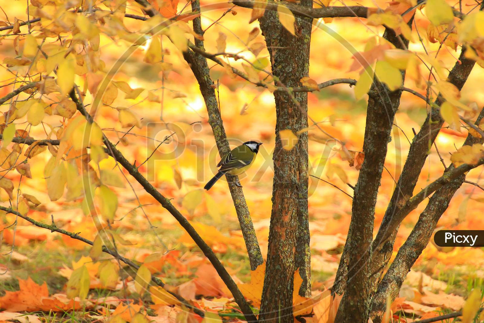 Image of Robin Bird On Autumn Tree Leaves In The Park-ZC855888-Picxy