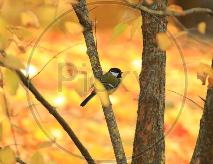 Image of Robin Bird On Autumn Tree Leaves In The Park-ZC855888-Picxy