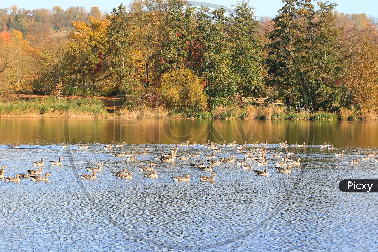 Image of Wild Ducks On The Lake Near Danube River In Germany-VW504151-Picxy