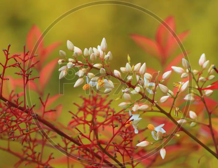 Image of Background Of White Buds Near Red Branches ,Seasonal Floral ...