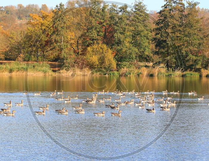 Image of Wild Ducks On The Lake Near Danube River In Germany-VW504151-Picxy
