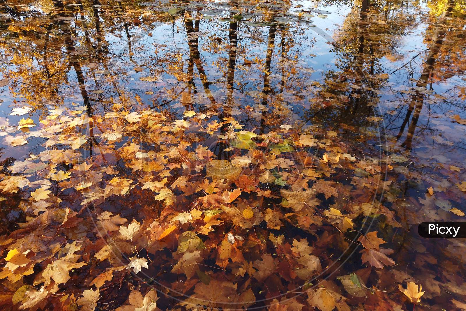 Image of October Autumn Maple Leaf Floating On Water-WS607029-Picxy