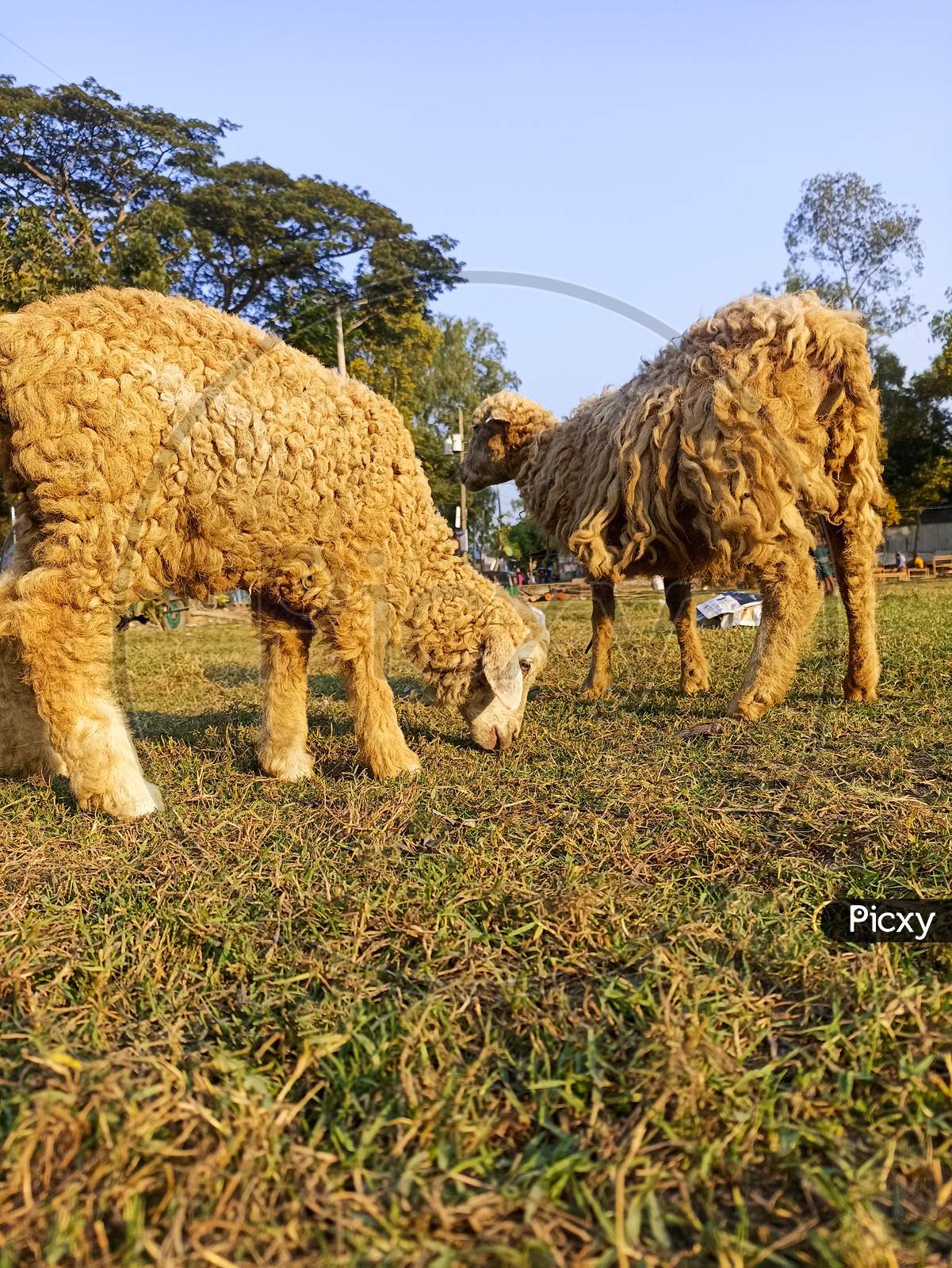 Image of Golden Colored Sheep Stock On Field For Eating Grass-PL464895 ...