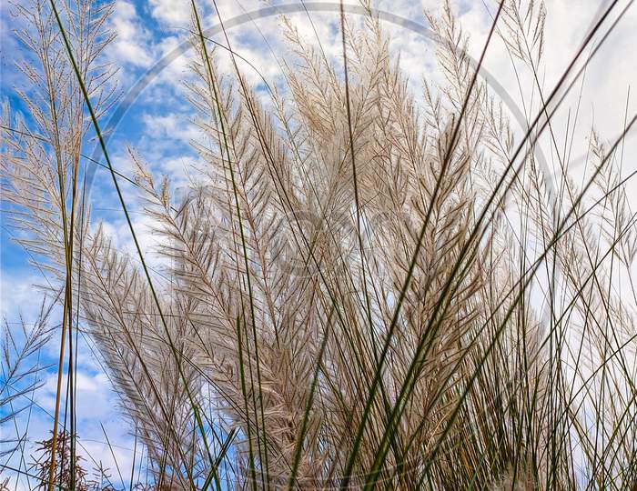 Image of Saccharum spontaneum or kash flower is a grass native to the ...