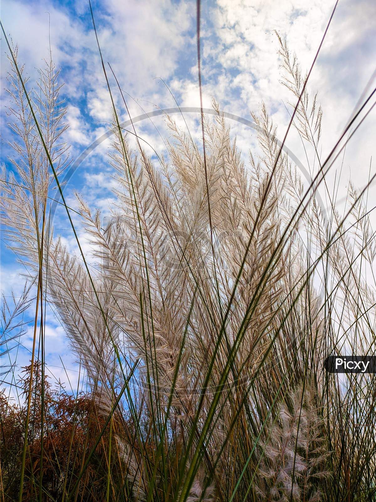 Image of Saccharum spontaneum or kash flower is a grass native to the ...