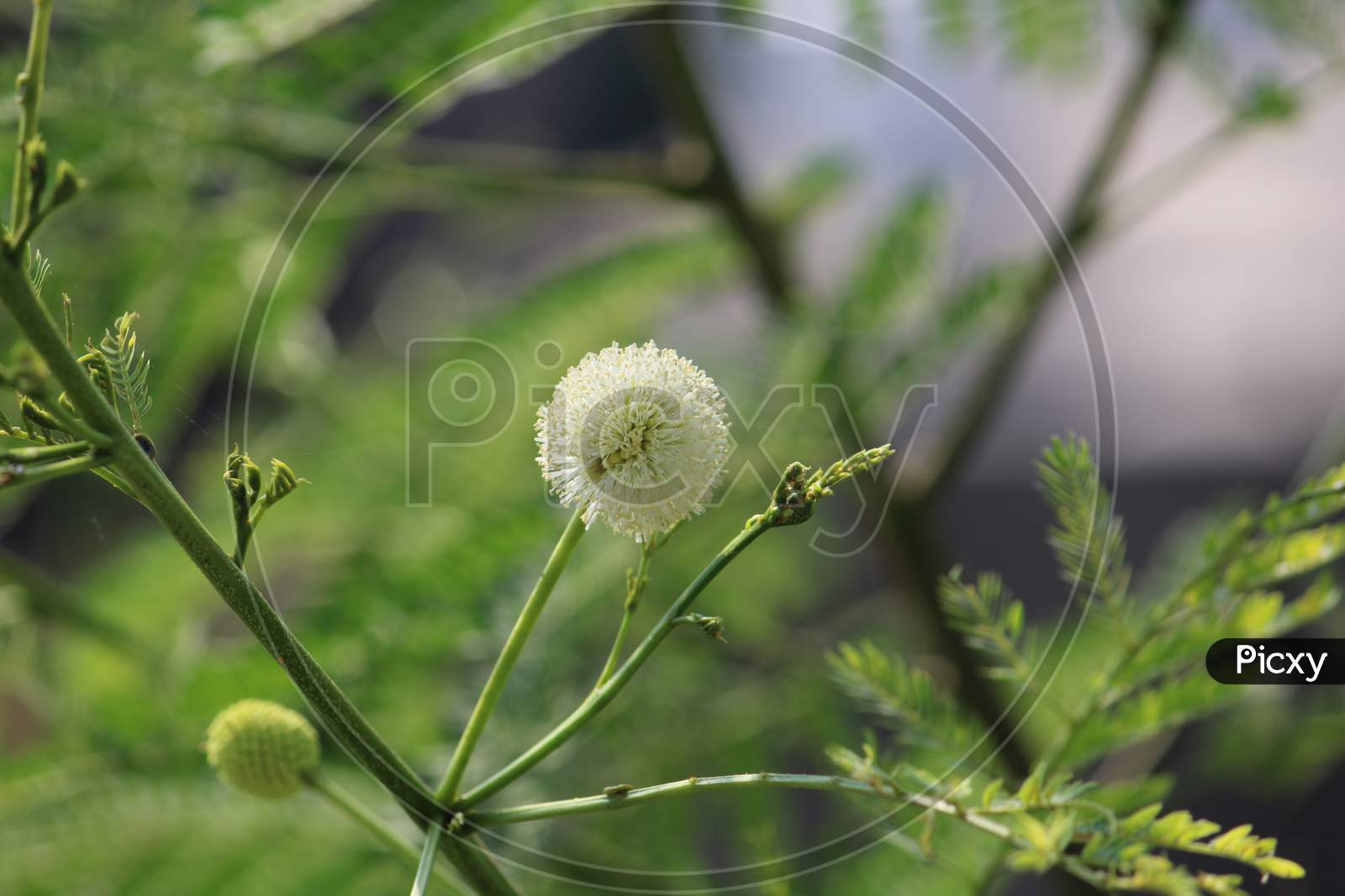 Image of Ipil of River Tamarind ( leucaena leucocephala)-WT727243-Picxy