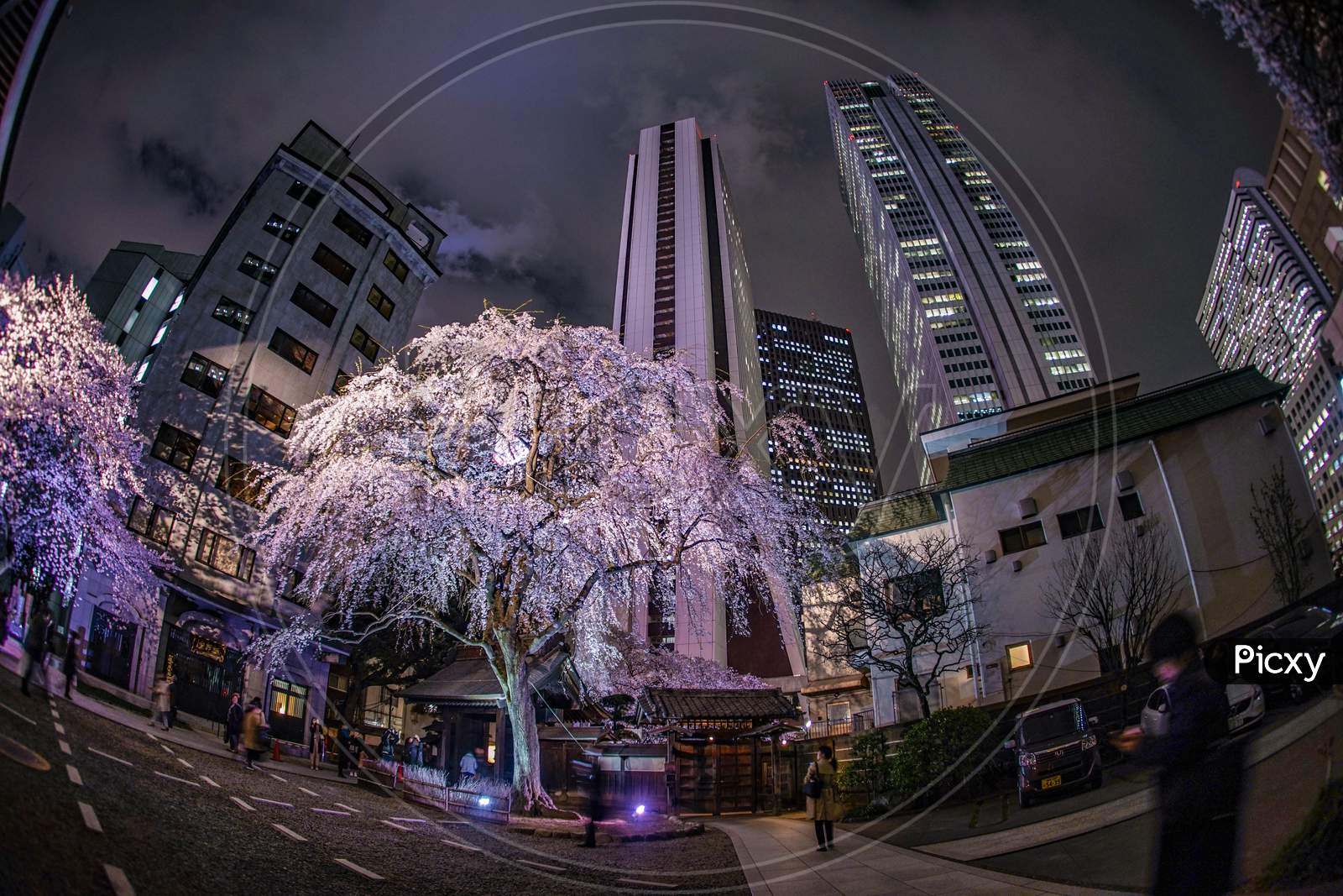 Image of Shinjukus High-Rise Building Group And Lighted Up Cherry ...