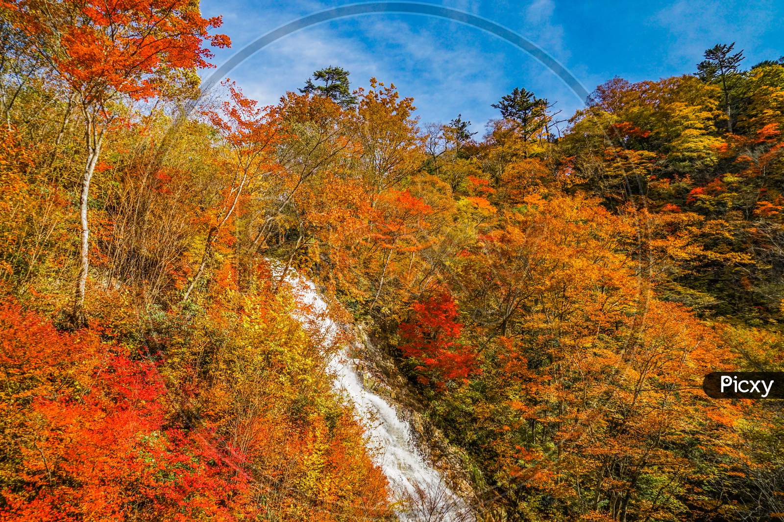 Image of Autumn Leaves And Waterfall Of Rhododendron (Forty Thousand ...