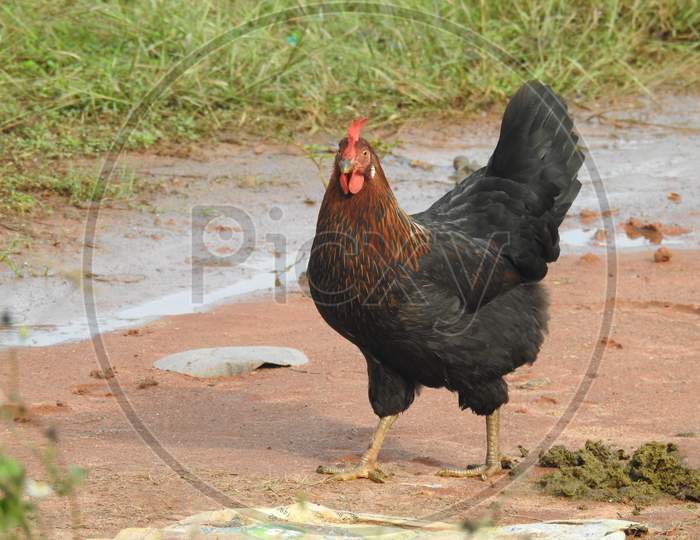 Image of Beautiful An Important Rooster Chickens For A Walk ...