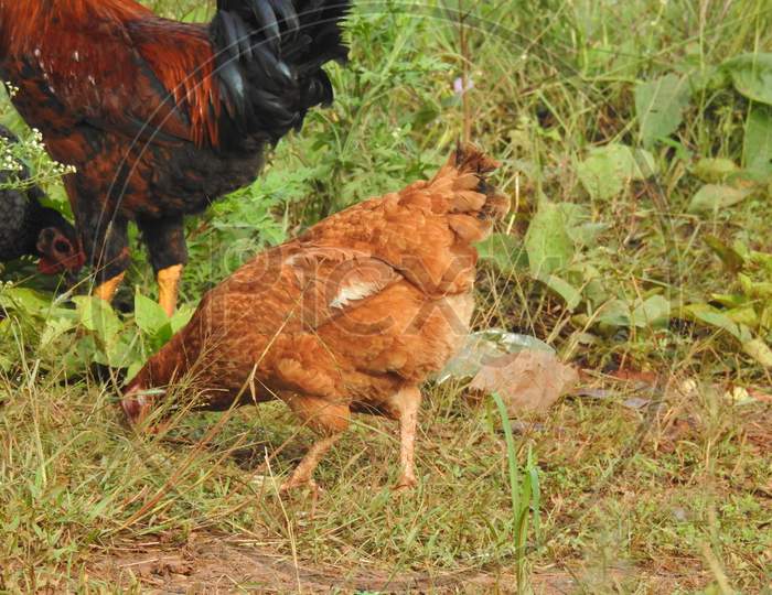 Image of Beautiful An Important Rooster Chickens For A Walk ...