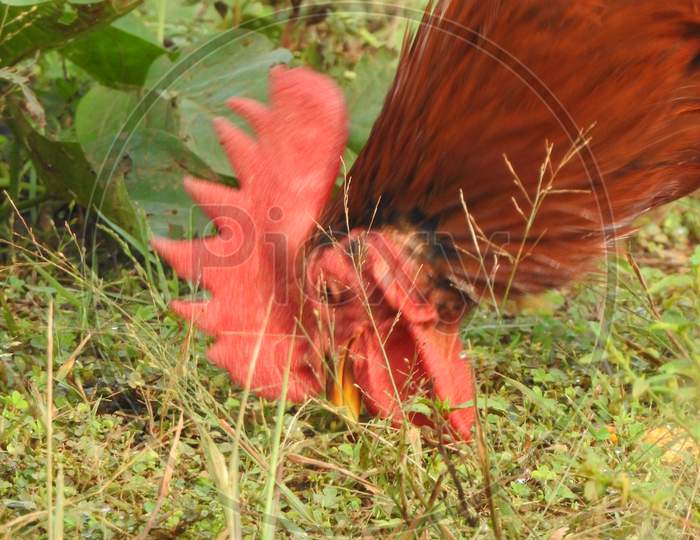 Image of Beautiful An Important Rooster Chickens For A Walk ...