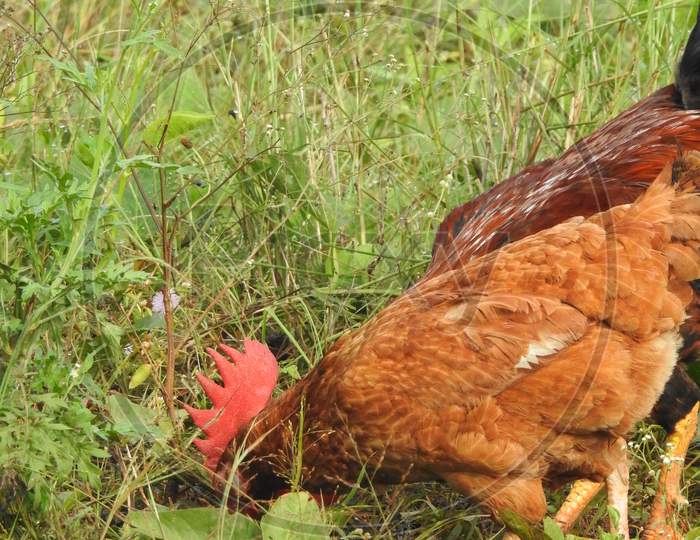 Image of Beautiful An Important Rooster Chickens For A Walk ...