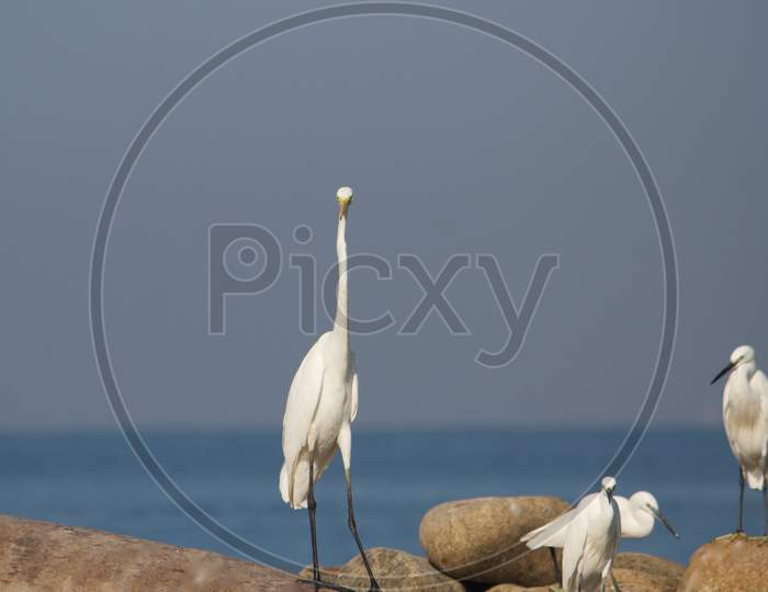 Image of Fleet Of White Crane Birds On The Rock By The Sea-CD504737-Picxy