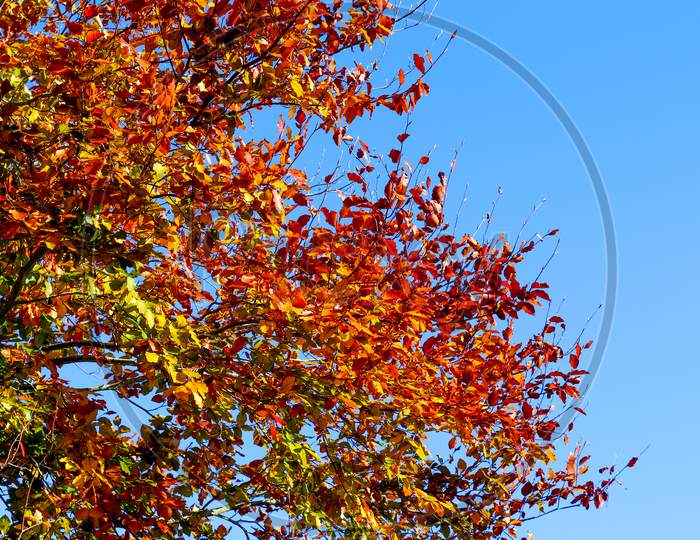 Image of Beautiful Autumn Tree With Orange And Red Colored Leaves On A ...