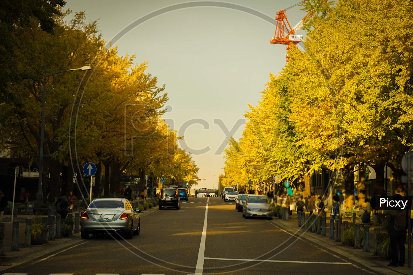 Image of Autumn Leaves Of Yokohama, Japan Boulevard-IA537453-Picxy