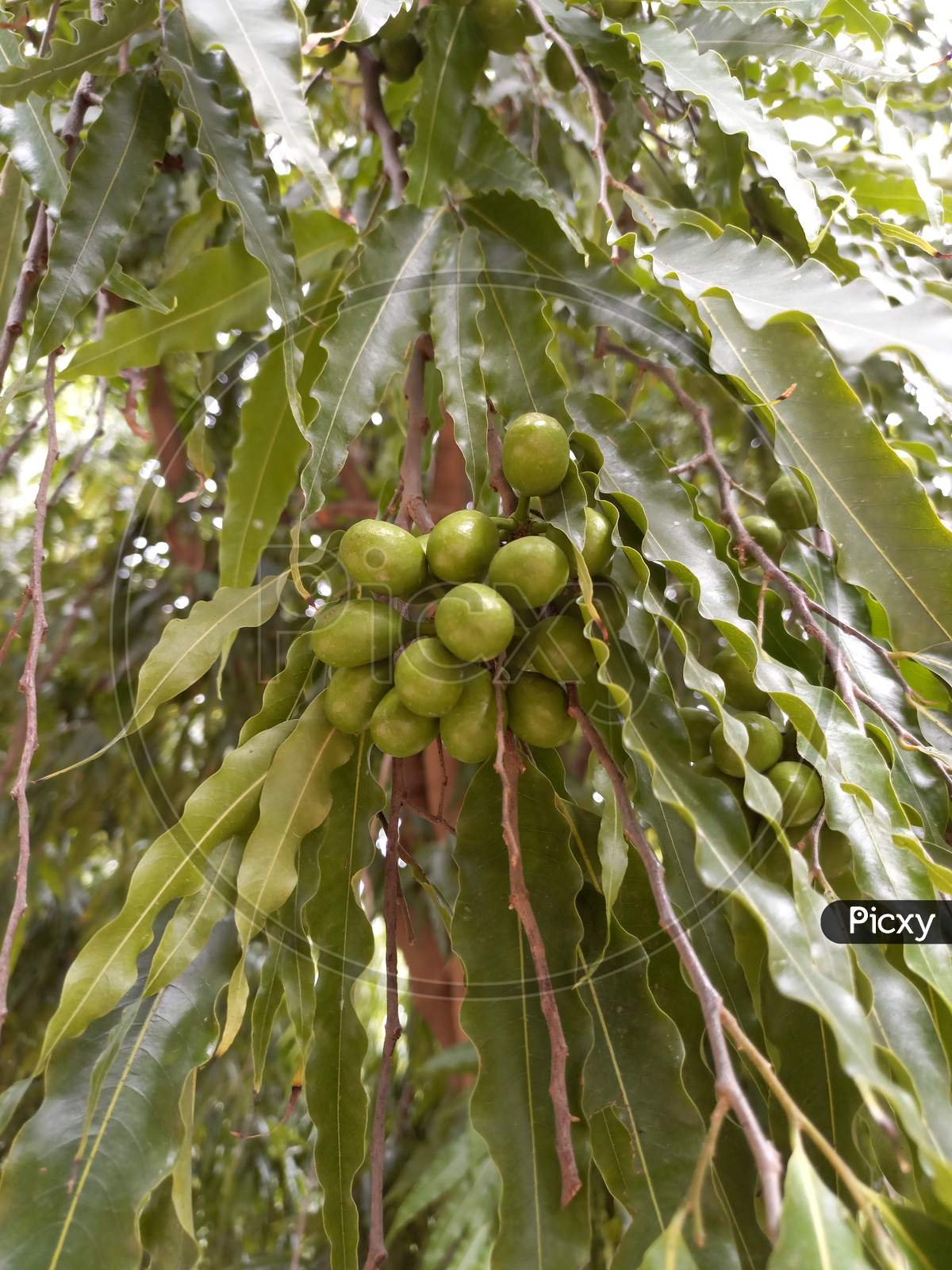 Image of Ashoka trees-HK850254-Picxy