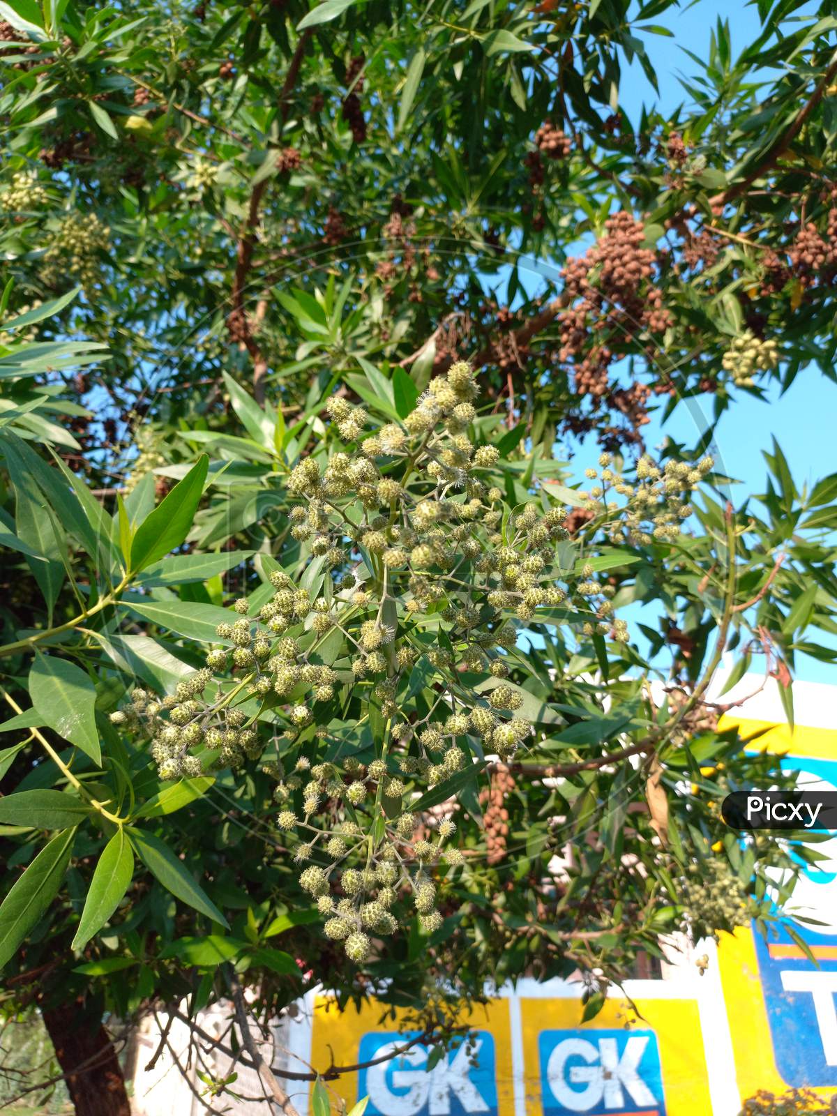 Image of Conocarpus erectus,buttonwood button mangrove,mangrove shrub ...