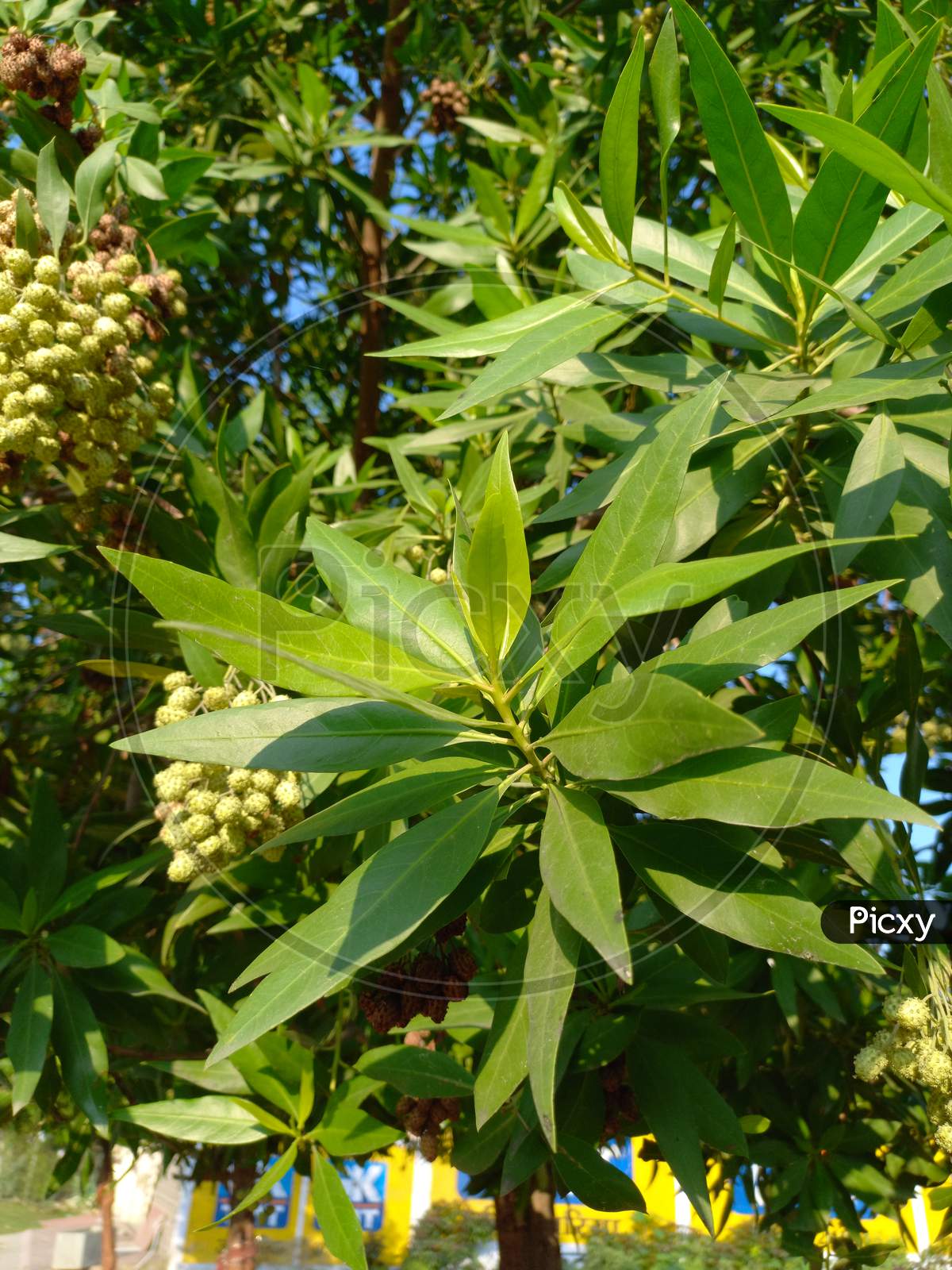 Image of Conocarpus erectus,buttonwood button mangrove,mangrove shrub ...