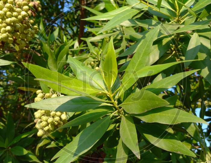 Image of Conocarpus erectus,buttonwood button mangrove,mangrove shrub ...