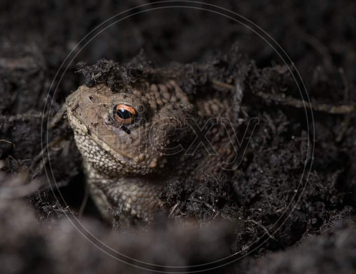Image of Brighter Orange Eyes Of Common Toad Look At Camera, More Copy ...