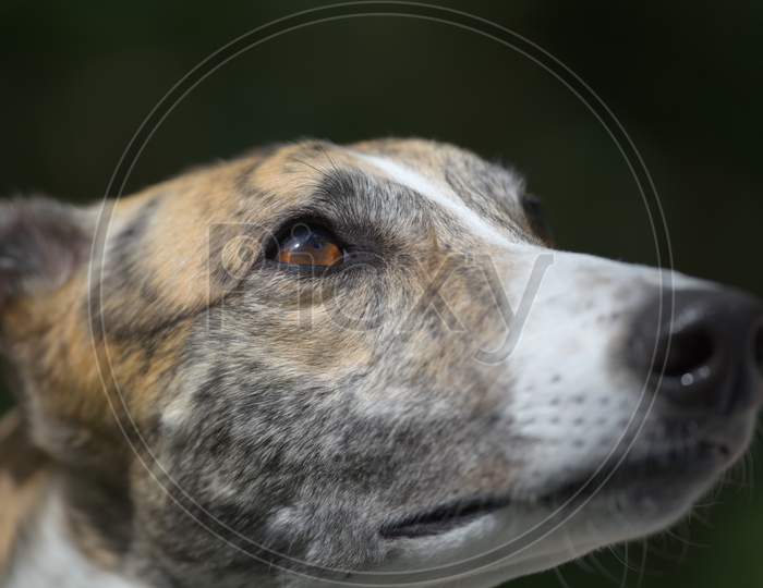 Image of Super Close Up Side Profile Of Greyhounds Face And Head ...