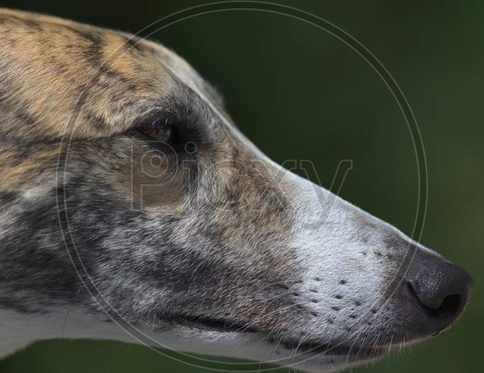Image of Super Close Up Side Profile Of Greyhounds Face And Head ...