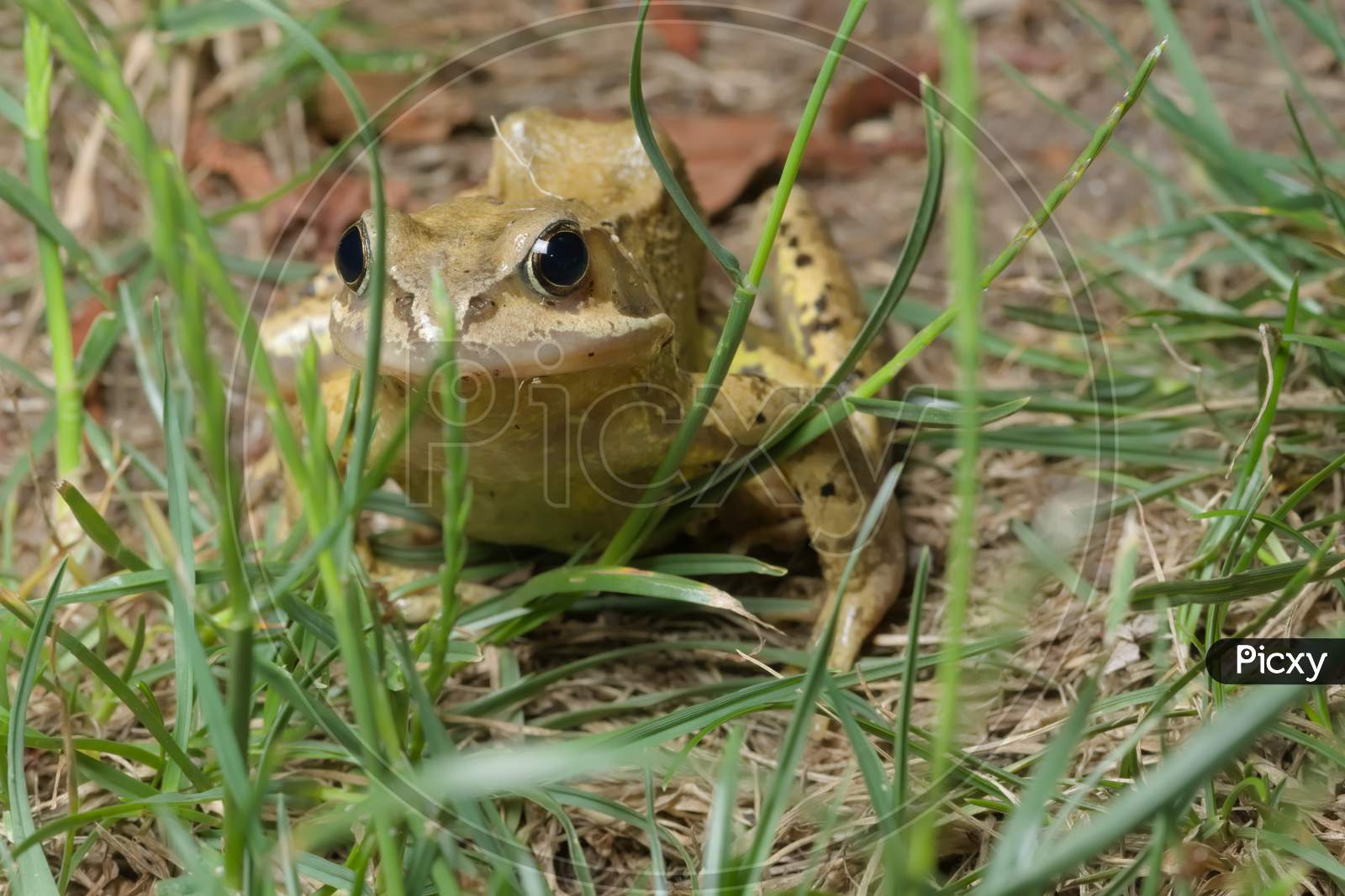Image of Common Frog Hidden Amongst Grass In The Garden Looks At Camera ...