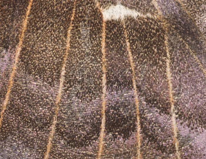 Image of 1 - Super Macro, Poplar Hawk Moth Wing, Abstract Background ...