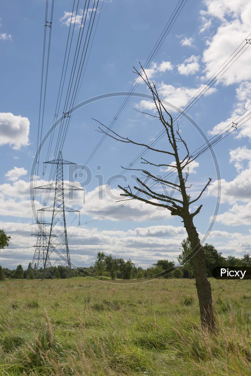 Image of Environmental Image Of A Dead Tree Under Electric Lines And ...