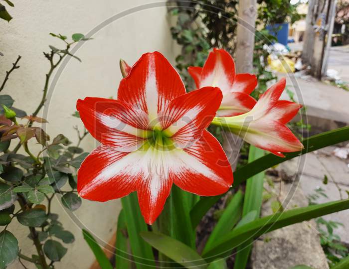 Image of Beautiful Red And White Color Amaryllis Or Hercules Bulbs ...