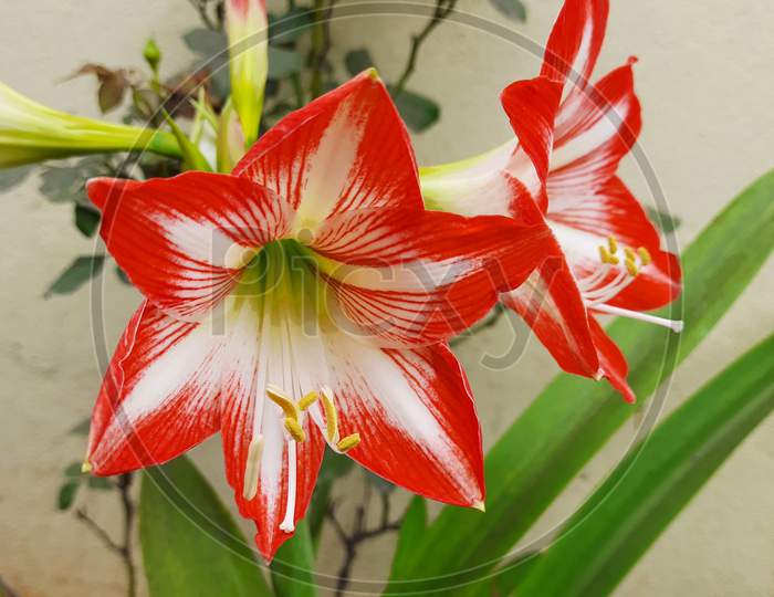 Image of Beautiful Red And White Color Amaryllis Or Hercules Bulbs ...