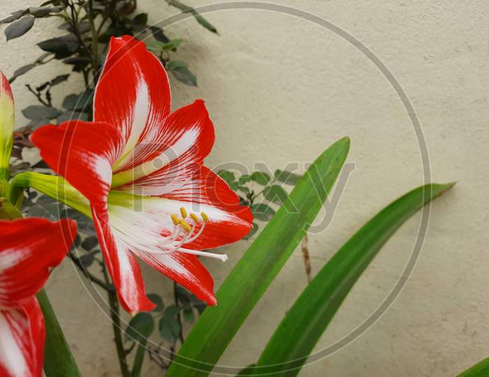 Image of Beautiful Red And White Color Amaryllis Or Hercules Bulbs ...